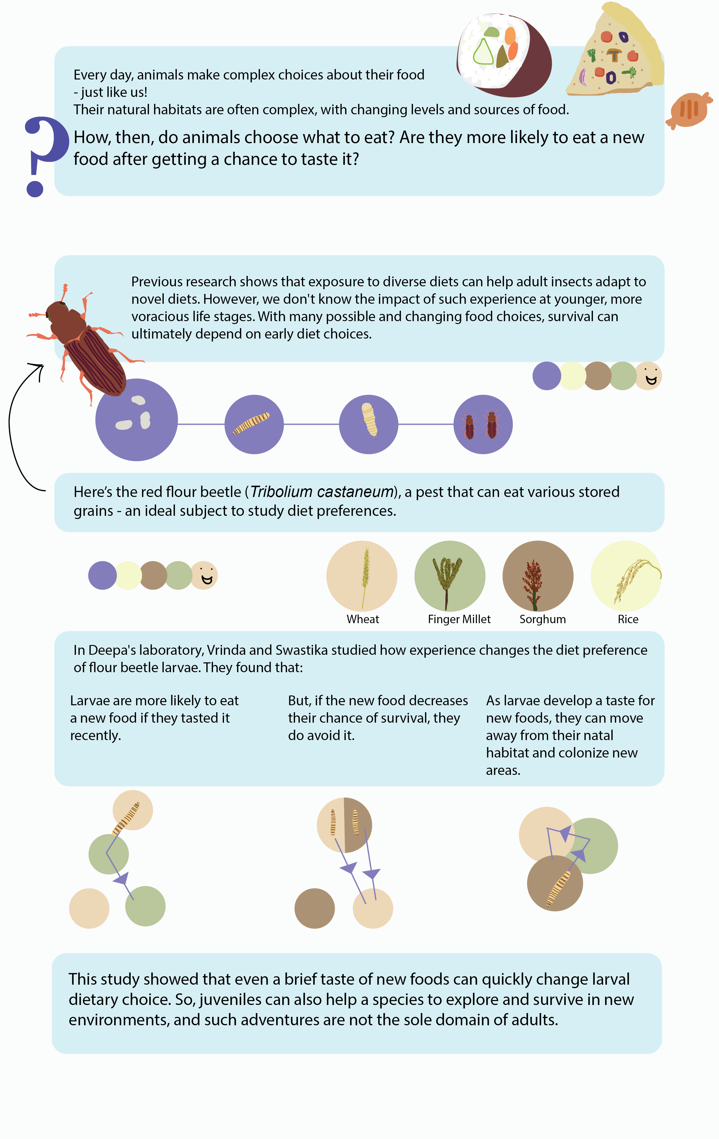 Infographic: How experience changes food choice in beetle larvae ...