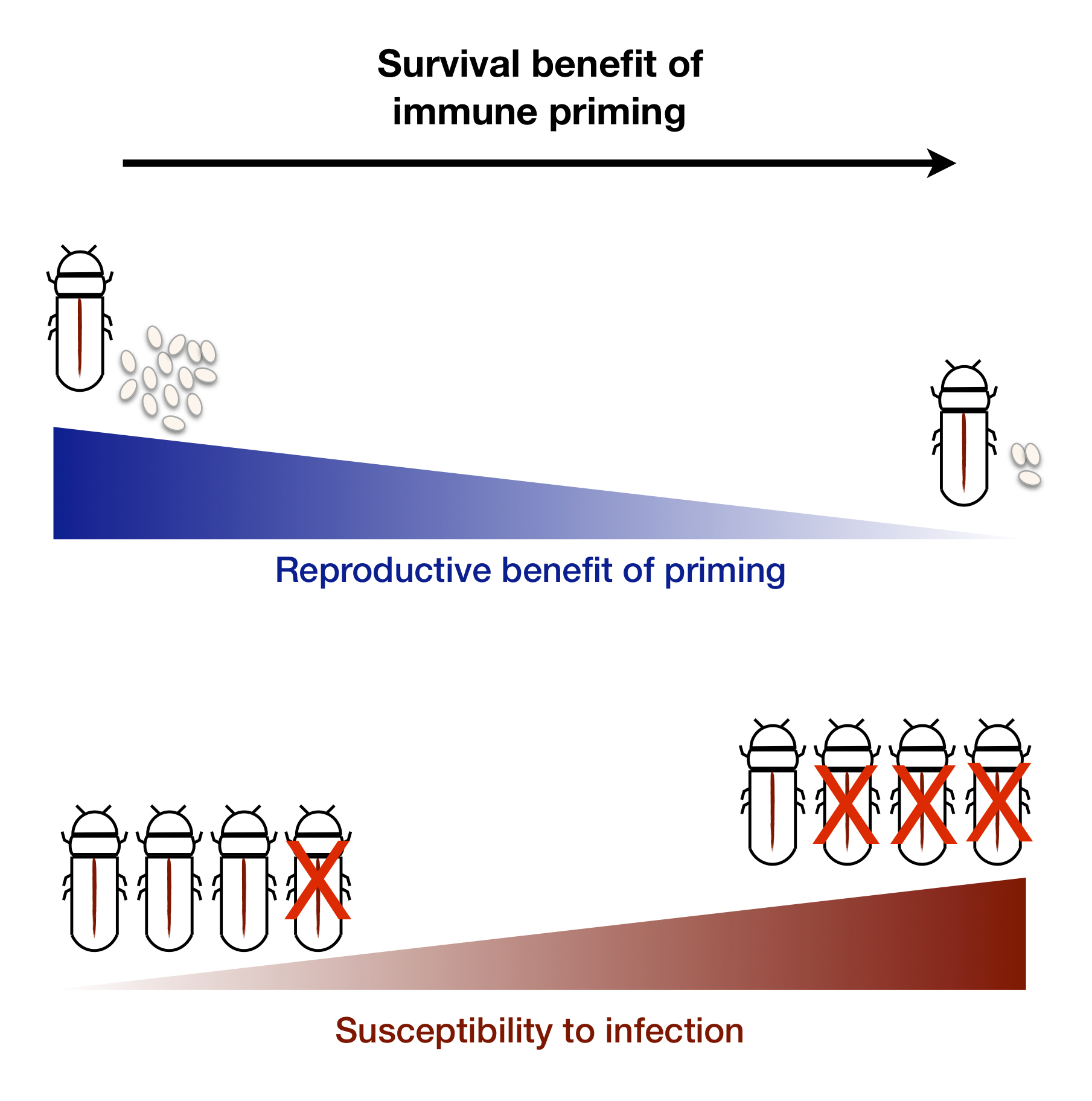 New paper: Explaining population level variation in immune priming ...