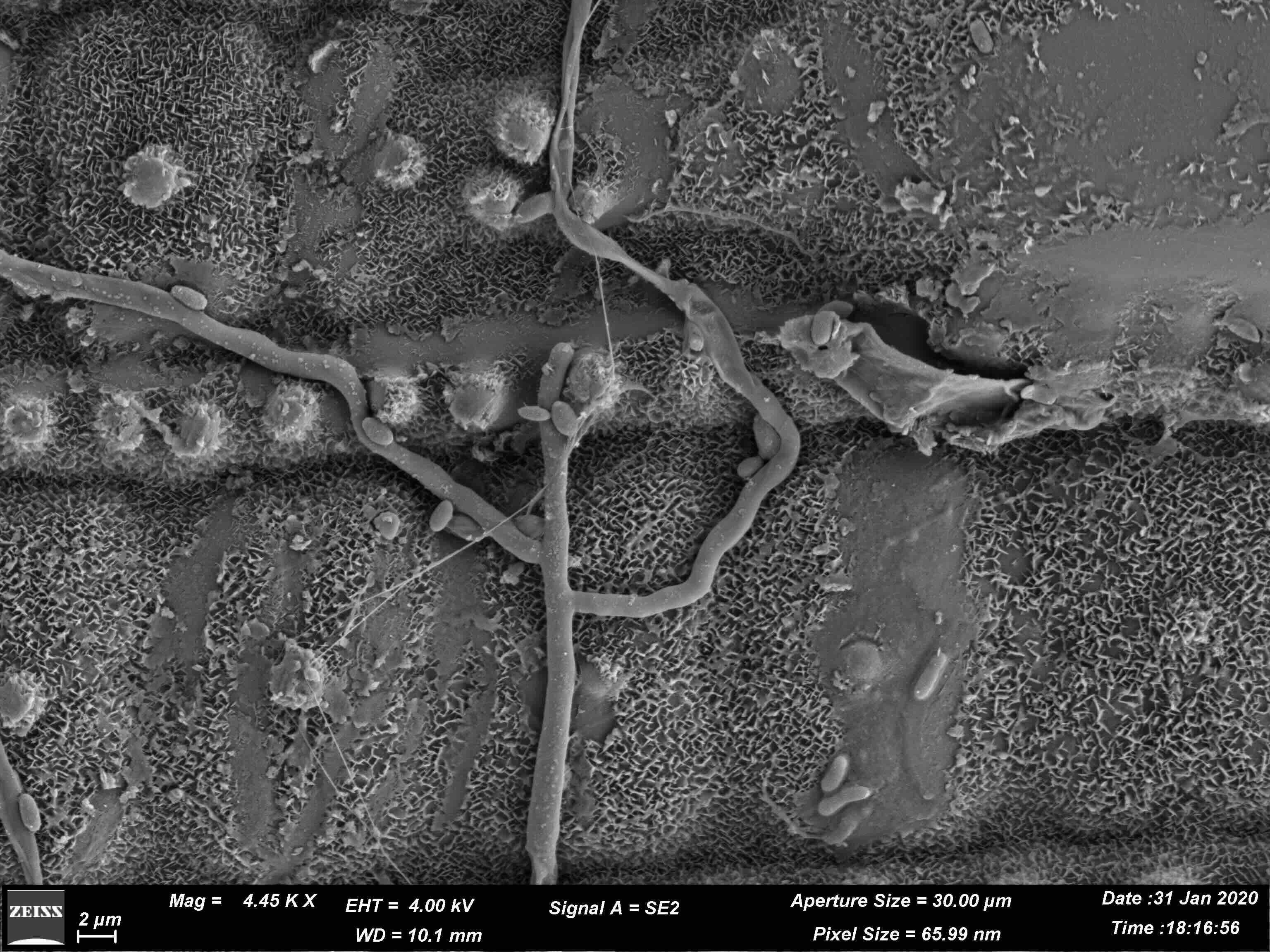 What lives on rice leaves? – AdaptationLab